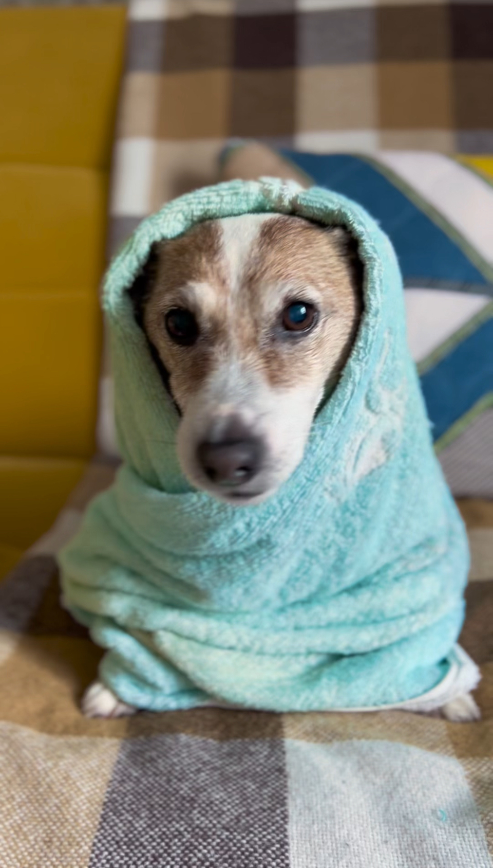 Был грязный, стал классный. История преображения маленькой собачки 🐷🐷🐷