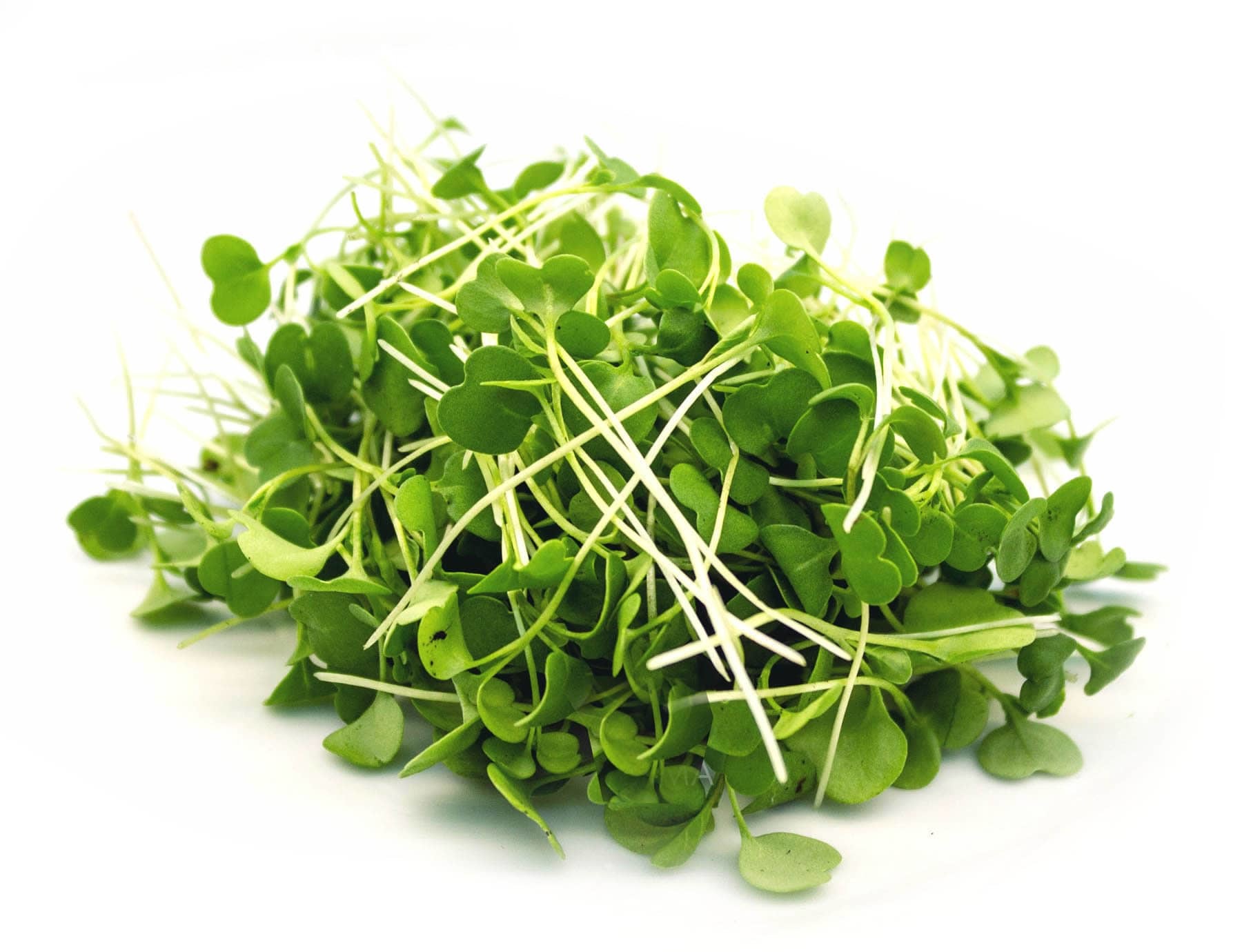 Как вырастить микрозелень рукколы