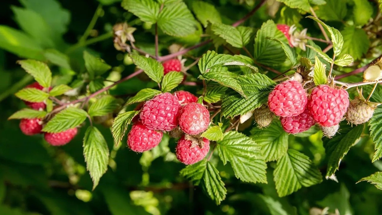 Зарабатываю на берёзовых вениках и на лесной малине. Сбор дикоросов.