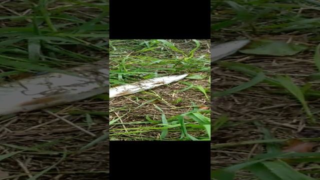 VID_20190803_100552.mp4