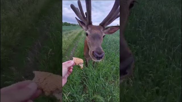 Неожиданная встреча с благородным оленем