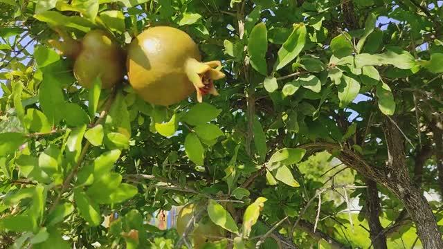 Как растет гранат в Турции. Природа Турции. Гранатовое дерево. Турция 2021. Драгоценная ягода грана