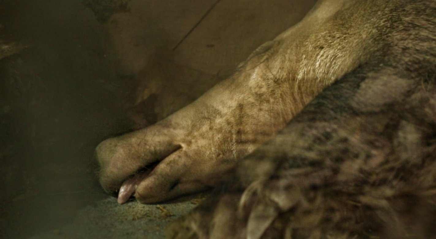 Капский трубкозуб. Тссс, не шуметь, мы спим!