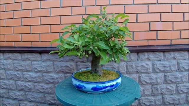 Бонсай яблоня Эверест весна лето осень + бонус фото  Bonsai apple tree Everest spring summer autumn