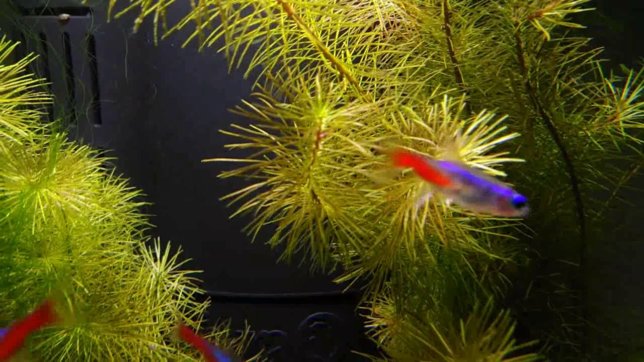 Футаж для видео монтажа  Аква 09