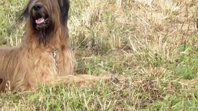 Briard Monika - training tracking 28.08.2010