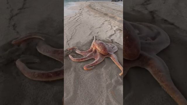 Видеообои "Осминог прогуливается."