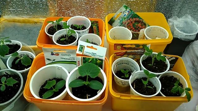 Обзор сеянцев томатов и огурцов для раннего урожая