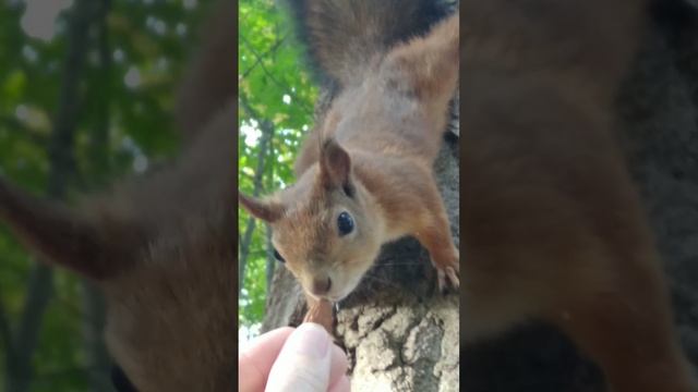 Белки в парке