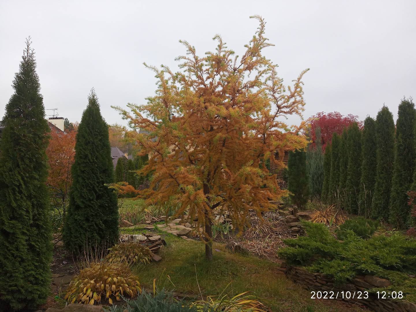 Лиственница японская, тонкочешуйчатая Диана. Формирование кроны, понижающая обрезка.