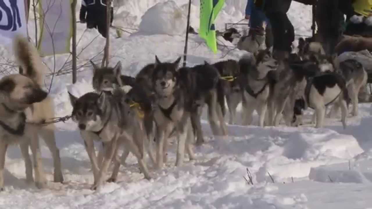 «Берингия 2014» - спорт или ...