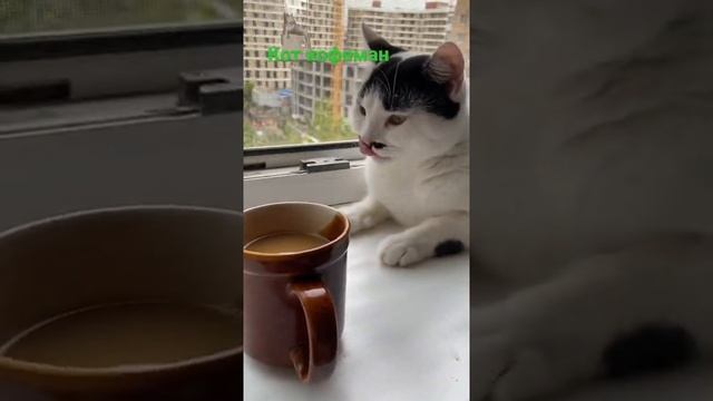 Кот Адольф пьёт кофе ?
