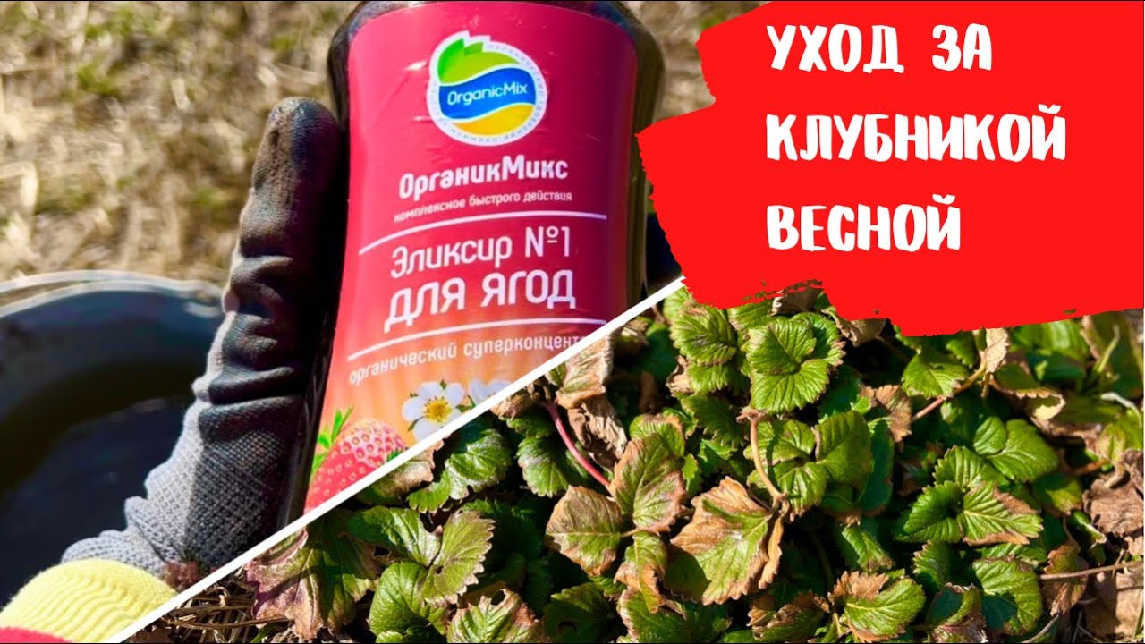 Уход за клубникой и подкормки весной