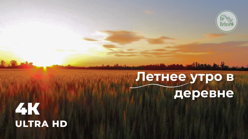Щебет птиц на рассвете в деревне | Восход солнца | Звуки природы | Утренняя медиатция