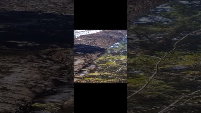 Набрел на чагу в лесу...