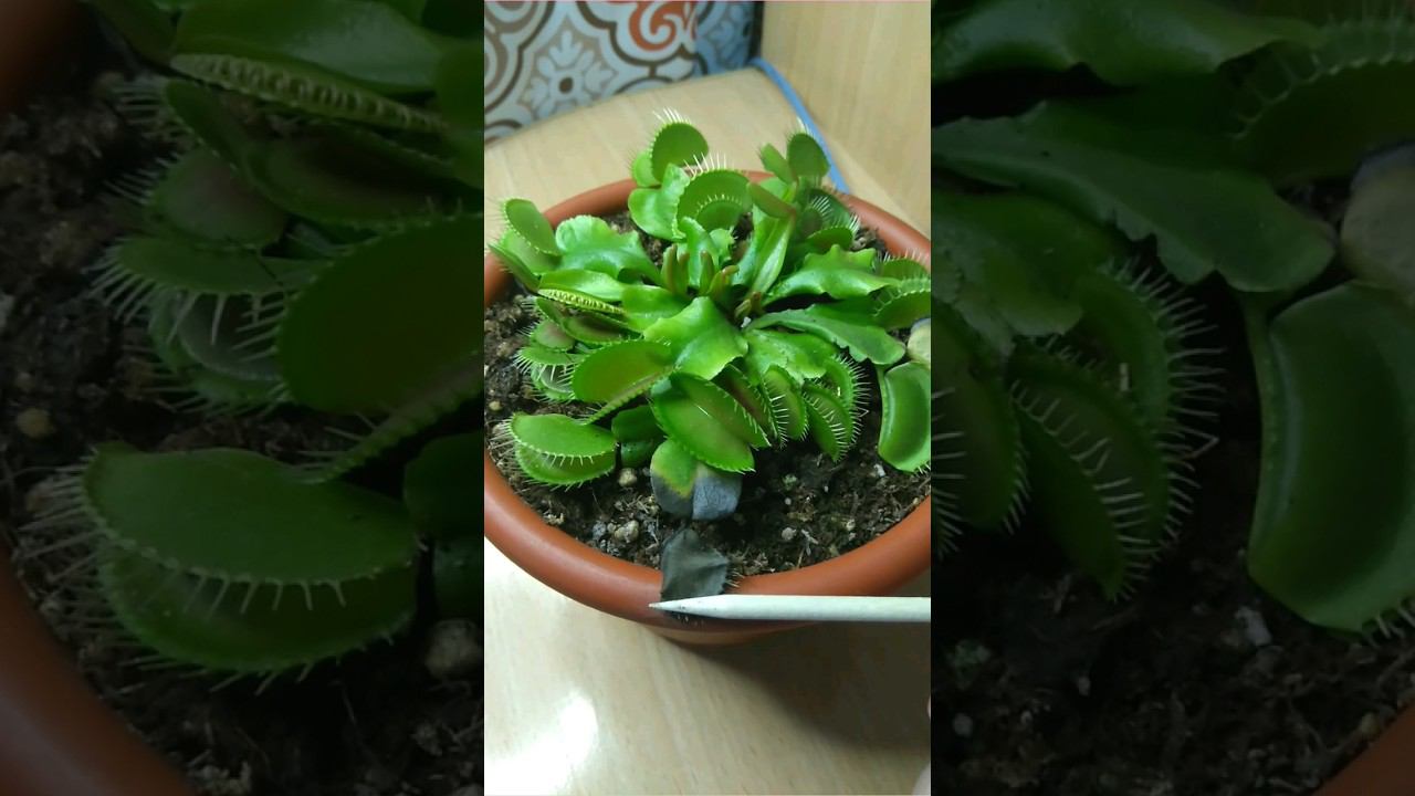 Почему после еды у дионеи мухоловки одни ловушки чернеют, а другие раскрываются опять?