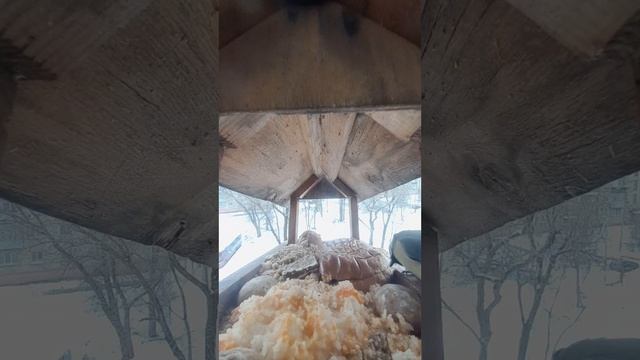 YouCut_20231203_103749206.mp4жизнь кормушки.03.12.2023г.