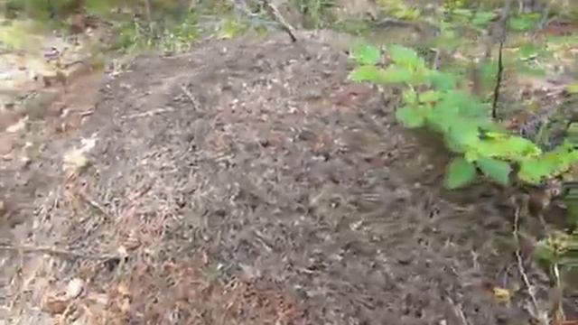 Еще раз север по большому муравейнику