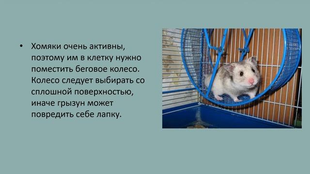 Морские свинки, хомяки, черепахи природоведение 6 кл.mp4