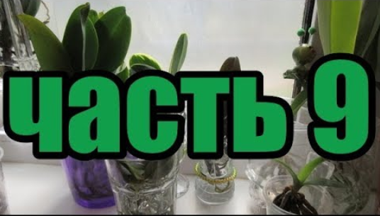 ???Орхидеи в воде спустя 9 месяца. Часть 9  Orchids in water after 9 months..mp4