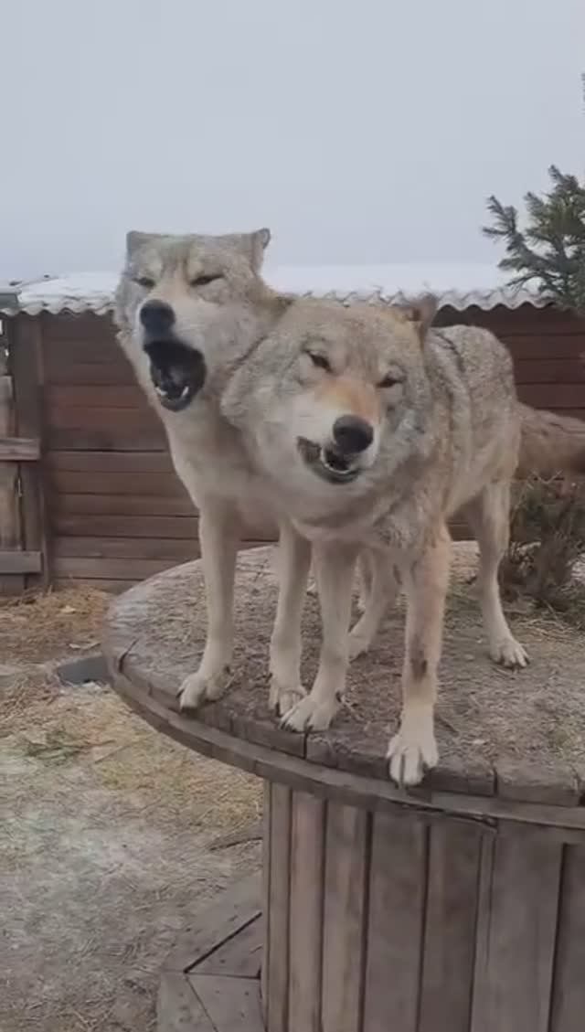 Волки радостно встречают человека.