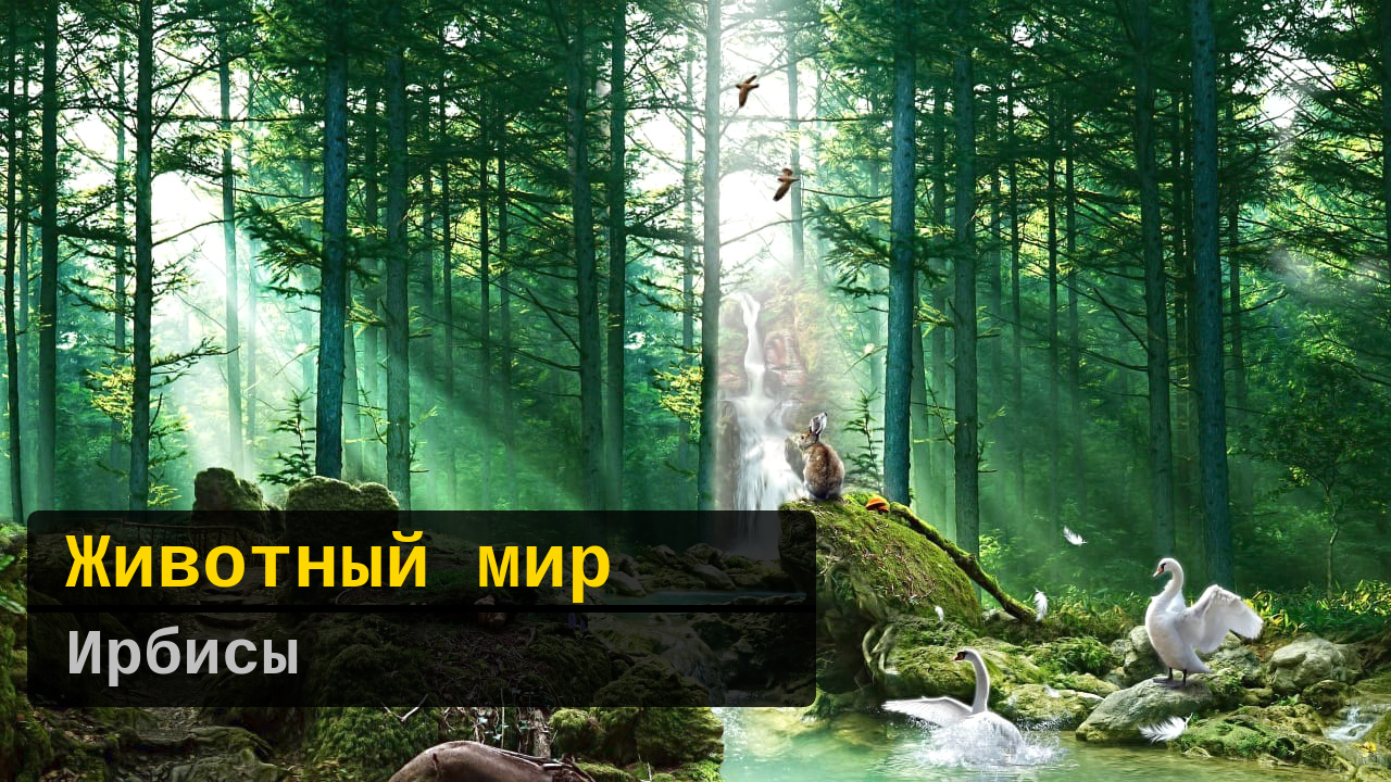 Животный мир. Ирбисы