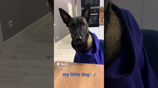 мини бельгийская овчарка ?