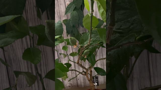 Плодоносящий лимон ?