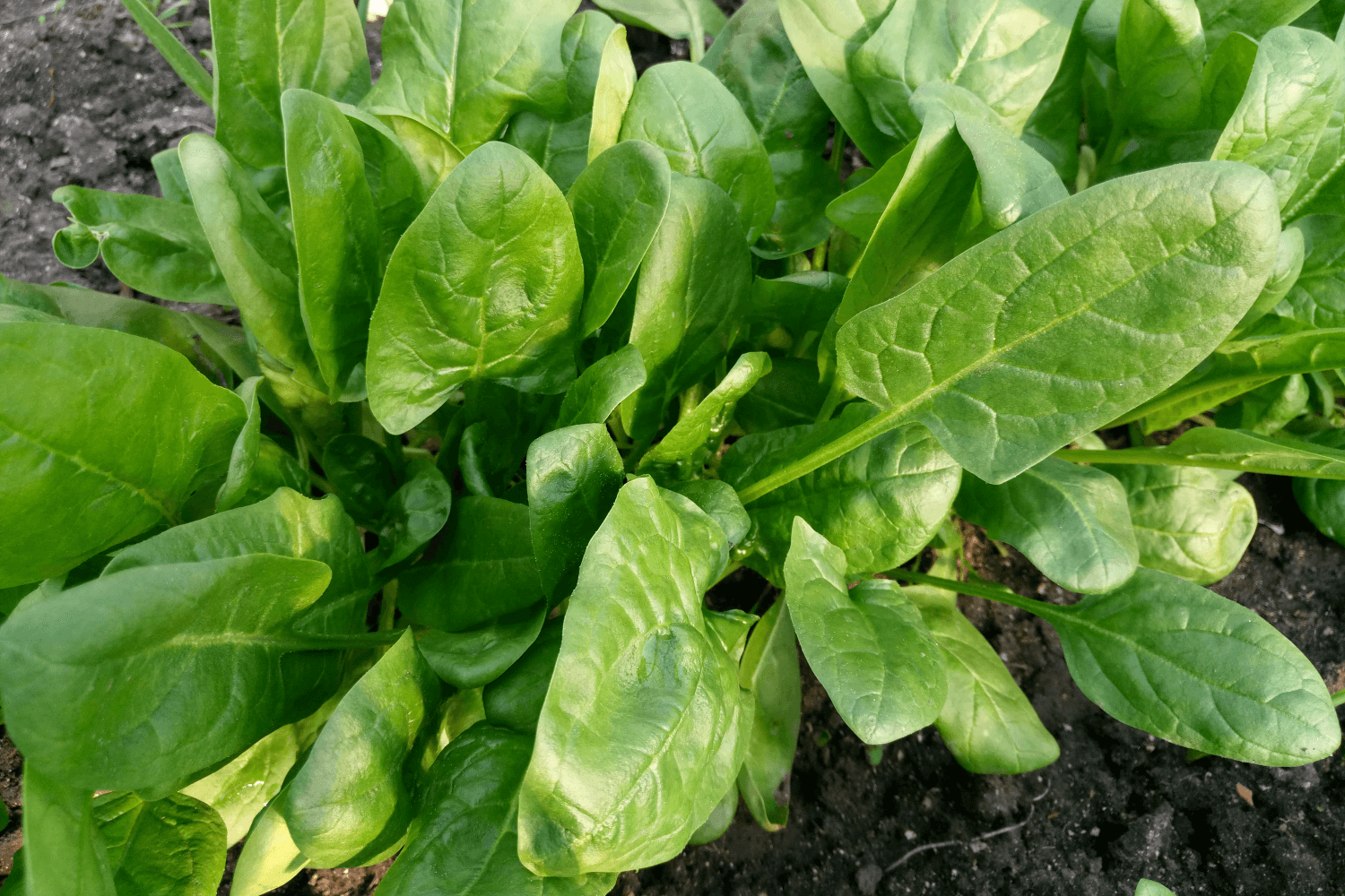 Шпинат. Посев семенами. От всходов до урожая зелени