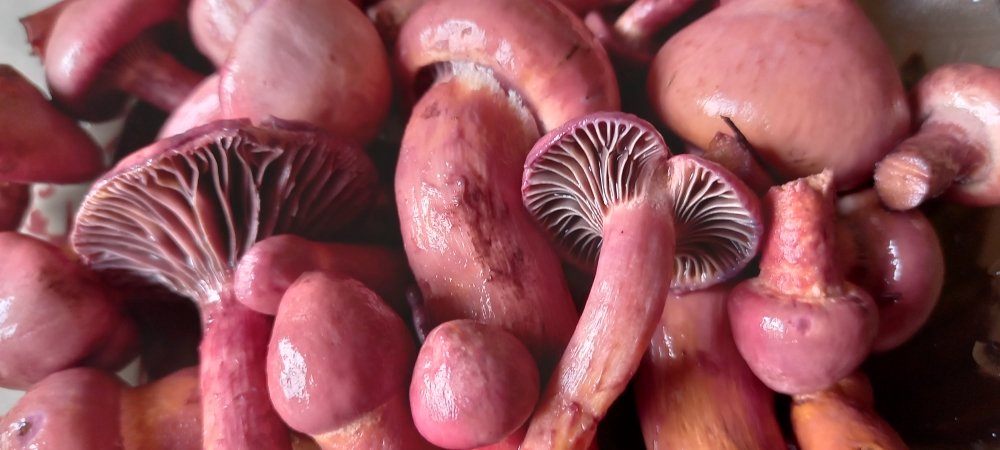 ‼️ПЕРВЫЙ РАЗ ГОТОВЛЮ МОКРУХУ ПУРПУРОВУЮ??‼️