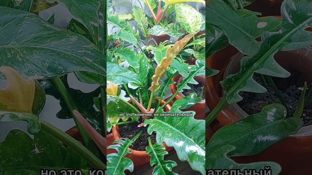 #Грунт для большинства моих растений🌱Точный состав+точный список🌸 #shorts #уход #содержание #цветы