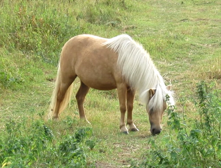 Малышка пони щиплет травку
