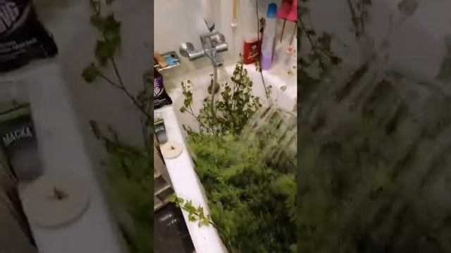 Изготовление жердочек для Жако