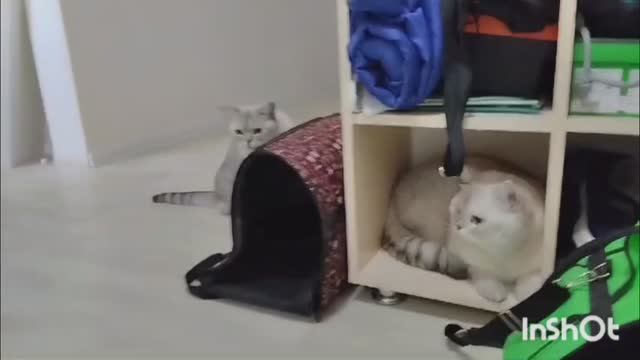 Молодожены Муся и Каспер, август 2024