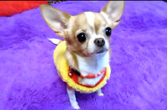 Одежда для собачки с алиэкспресс , плюшевая, теплая безрукавка.Clothing for dogs, plush sleeveless.