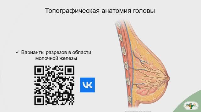 Оперативная хирургия молочной железы. разрезы в области молочной железы.