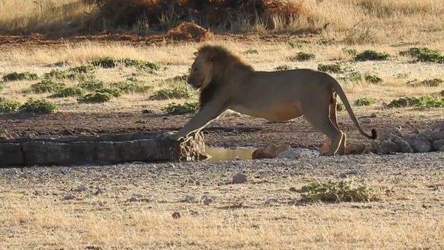 Даже Царям не все удаётся))