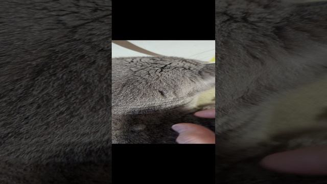 Кошкины нежности ?