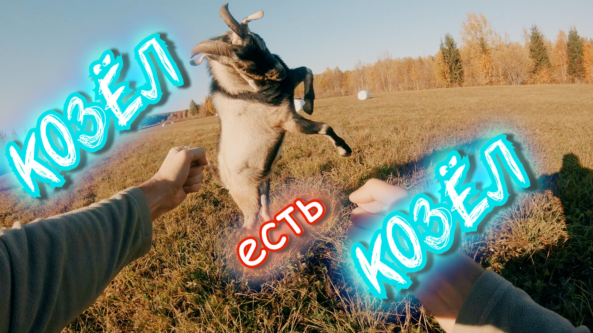 Козёл бодается и атакует.Экшн камера GoPro. Необычный ракурс.