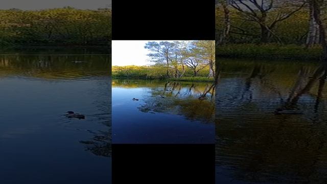 Парк на Крестовском острове , Диво остров