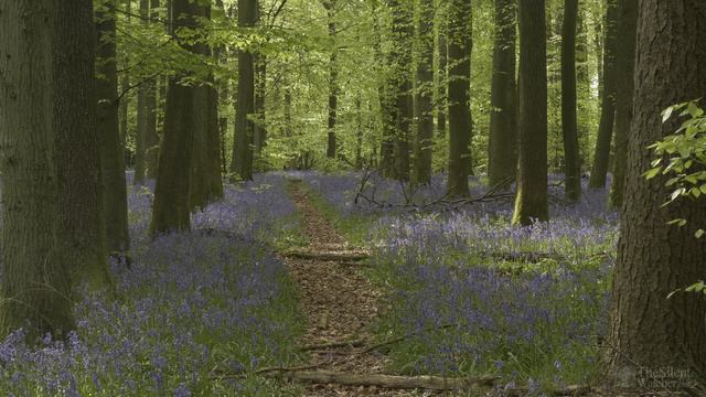[2]  Bluebell Woods - English Forest - Birds Singing - No Loop - Relaxing Nature Video & Sounds