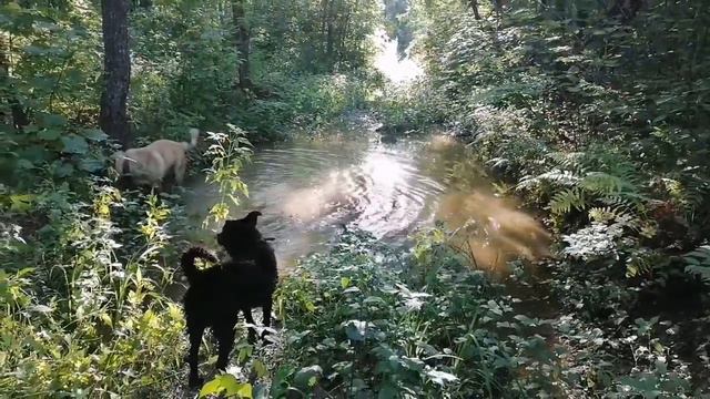 Утро в лесу/мои бродилки