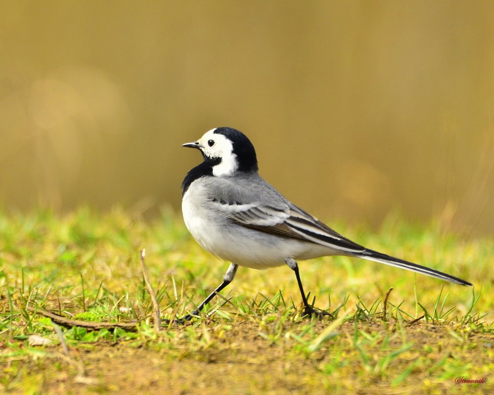 ТРЯСОГУЗКА.mp4