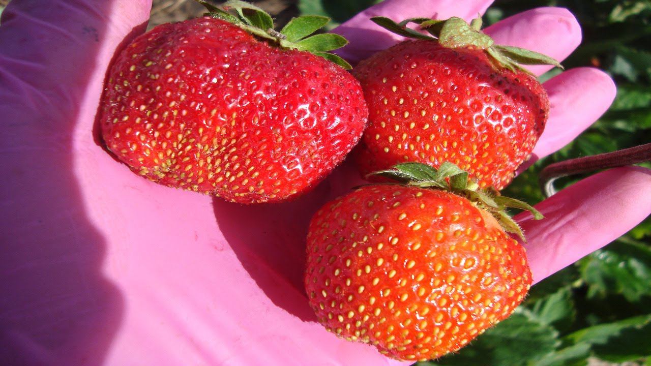 ХОТИТЕ  МНОГО  КЛУБНИКИ - ВЫРАЩИВАЙТЕ  СОРТ ХУАН . ОТЗЫВ О  КЛУБНИКЕ ХУАН