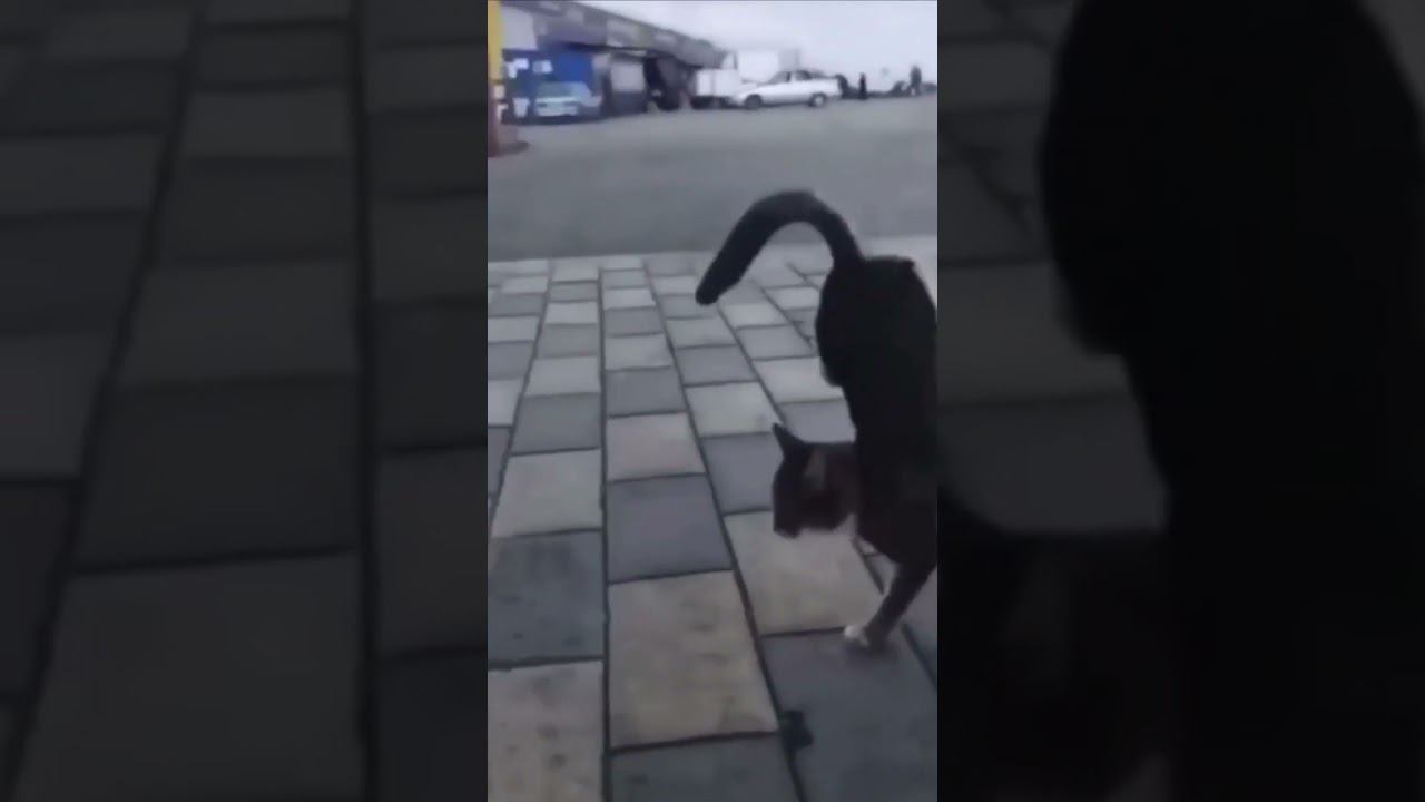 Смешные животные/ А вам слабо? #shorts #животные #кошки #собаки  #животные