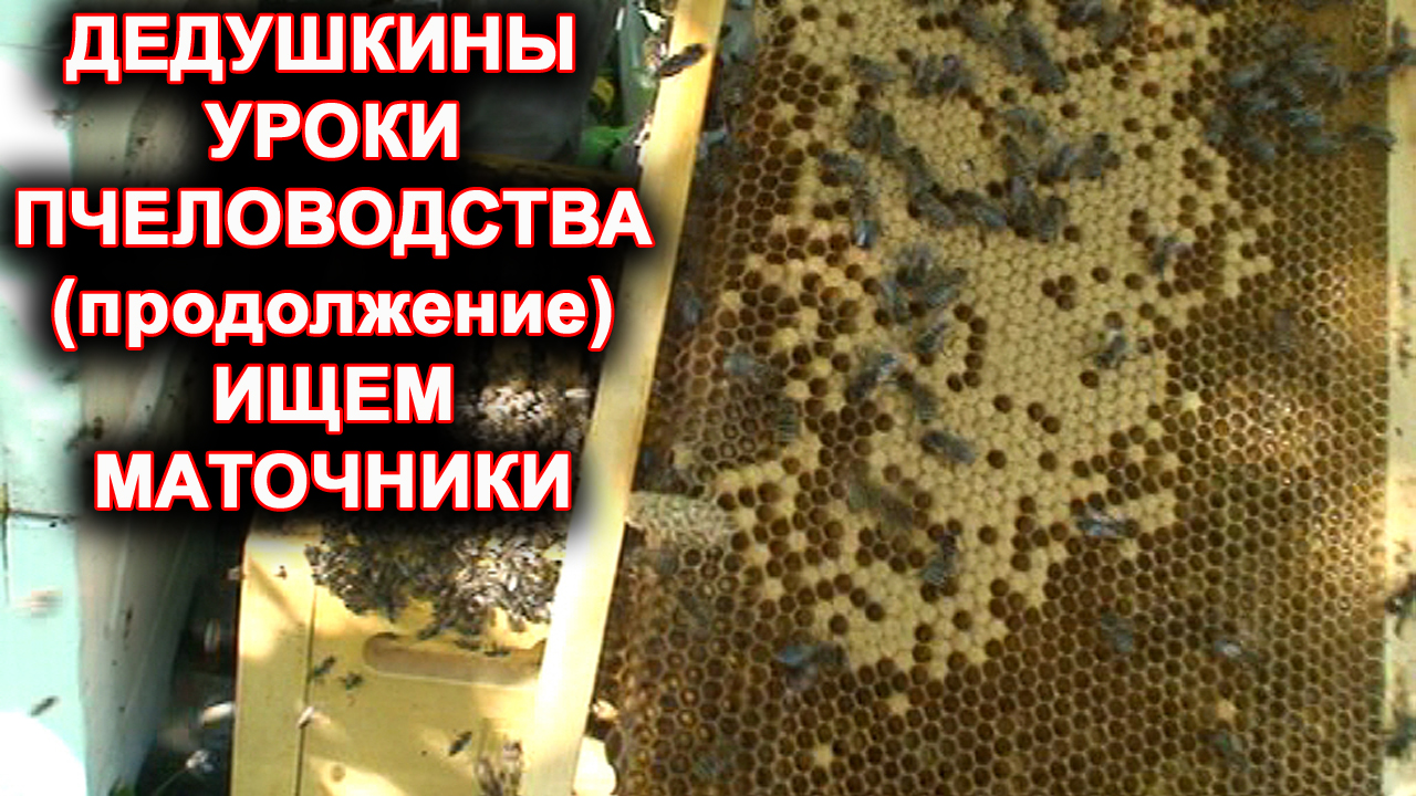 Дедушкины уроки пчеловодства (продолжение) Ищем маточники.