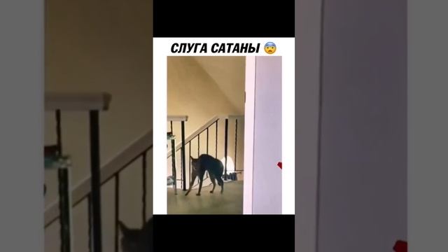 Когда звали Барсика, а пришел владыка Тьмы.