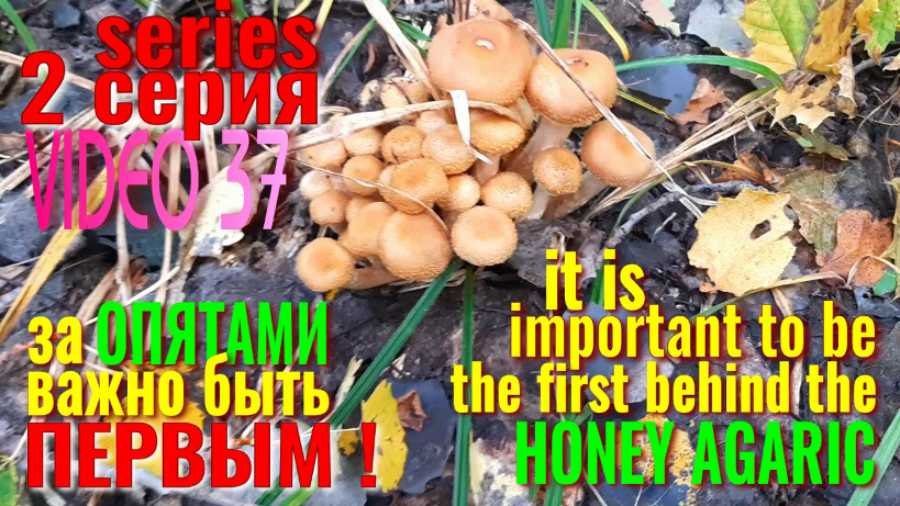 За ОПЯТАМИ важно быть Первым! 2 серия. Грибные Истории с Эдуардом VIDEO 37. Осенние Опята