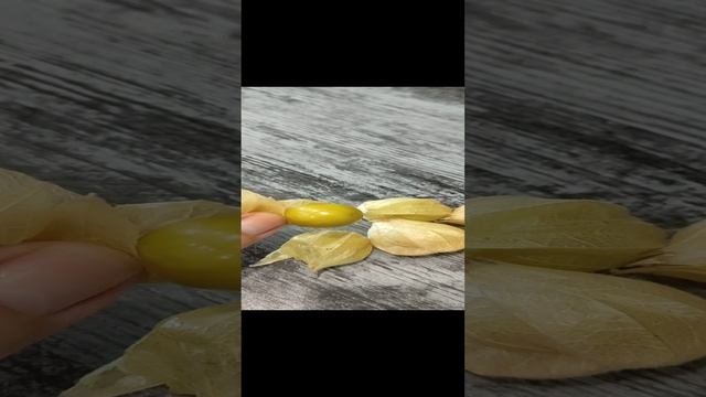 Физалис золотая россыпь.