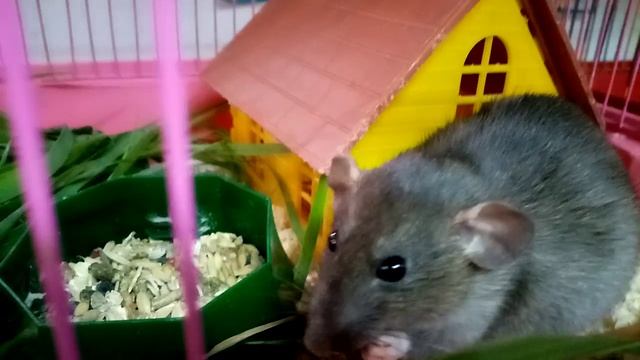 Крыска Мася, Чип и Серый